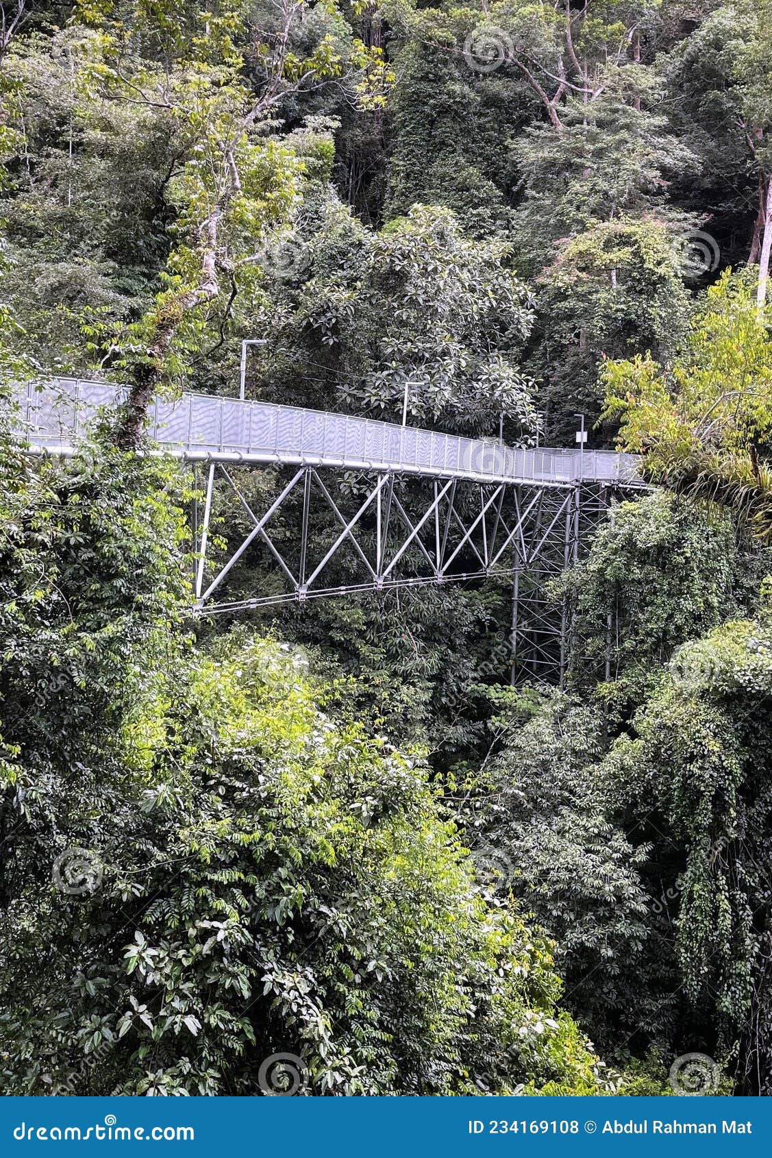 A Steel Hanging Bridge in the Park Stock Photo - Image of woodland ...