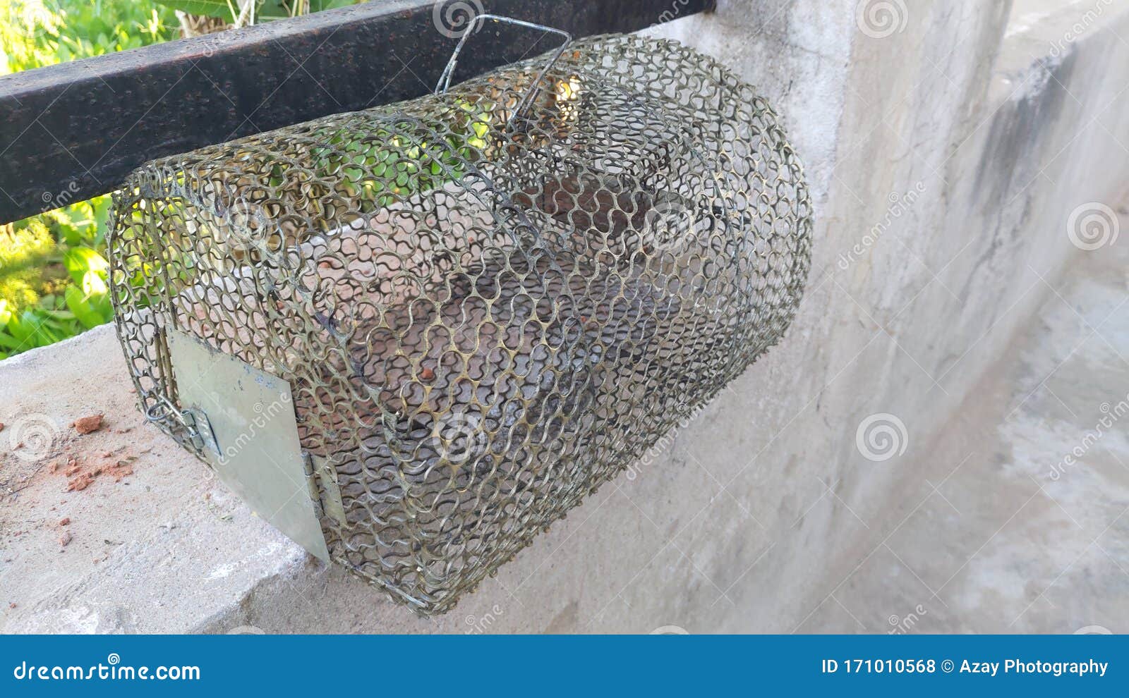 The Steel Meterial Mouse Cage. Stock Photo - Image of meterial, steel ...