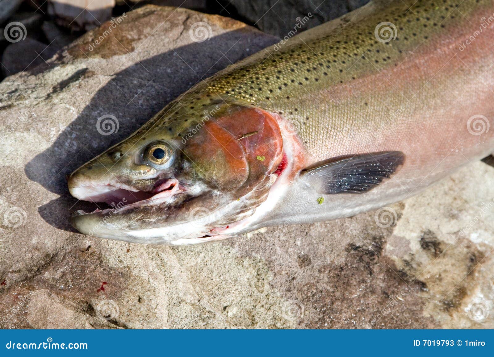 Steelhead stock image. Image of fishing, catch, fish, freshwater - 7019793