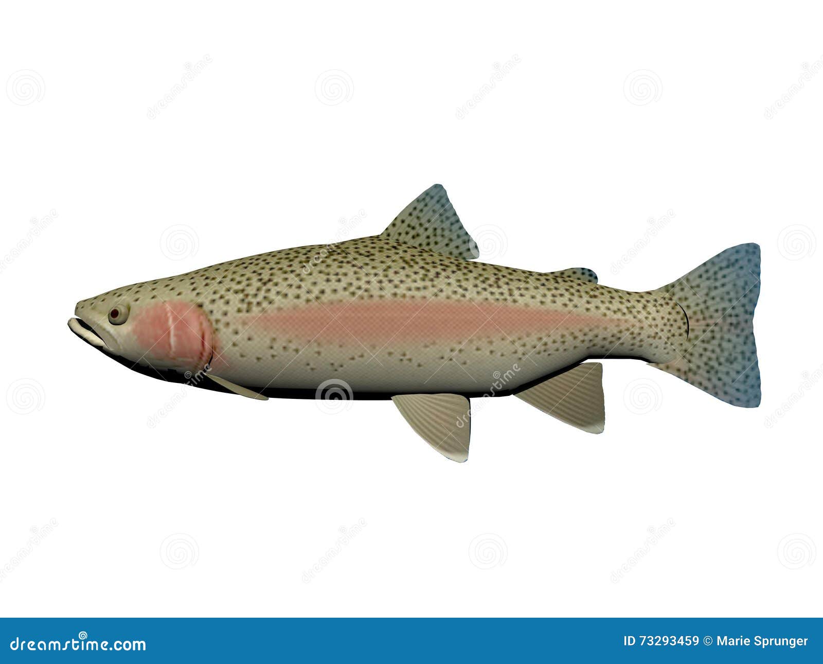 Steelhead Stock Illustrations – 22 Steelhead Stock Illustrations ...