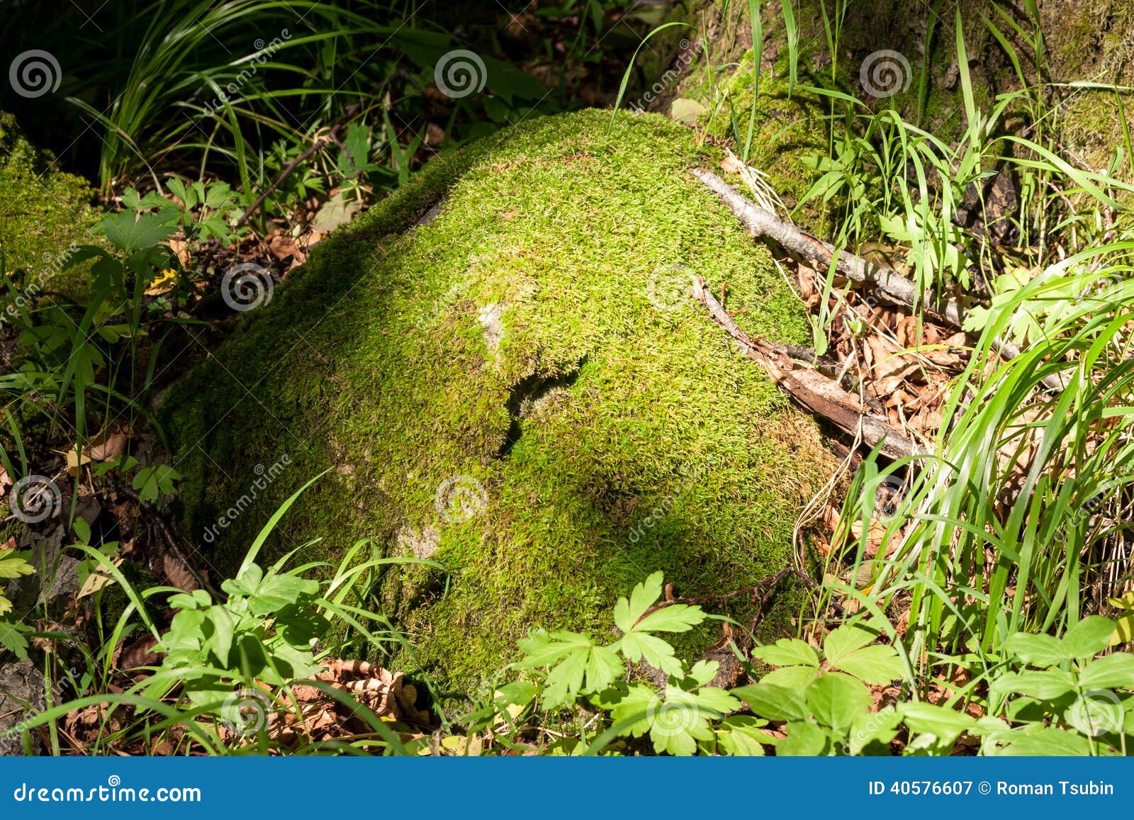 Steen met mos in het bos stock afbeelding. Image of patroon - 40576607