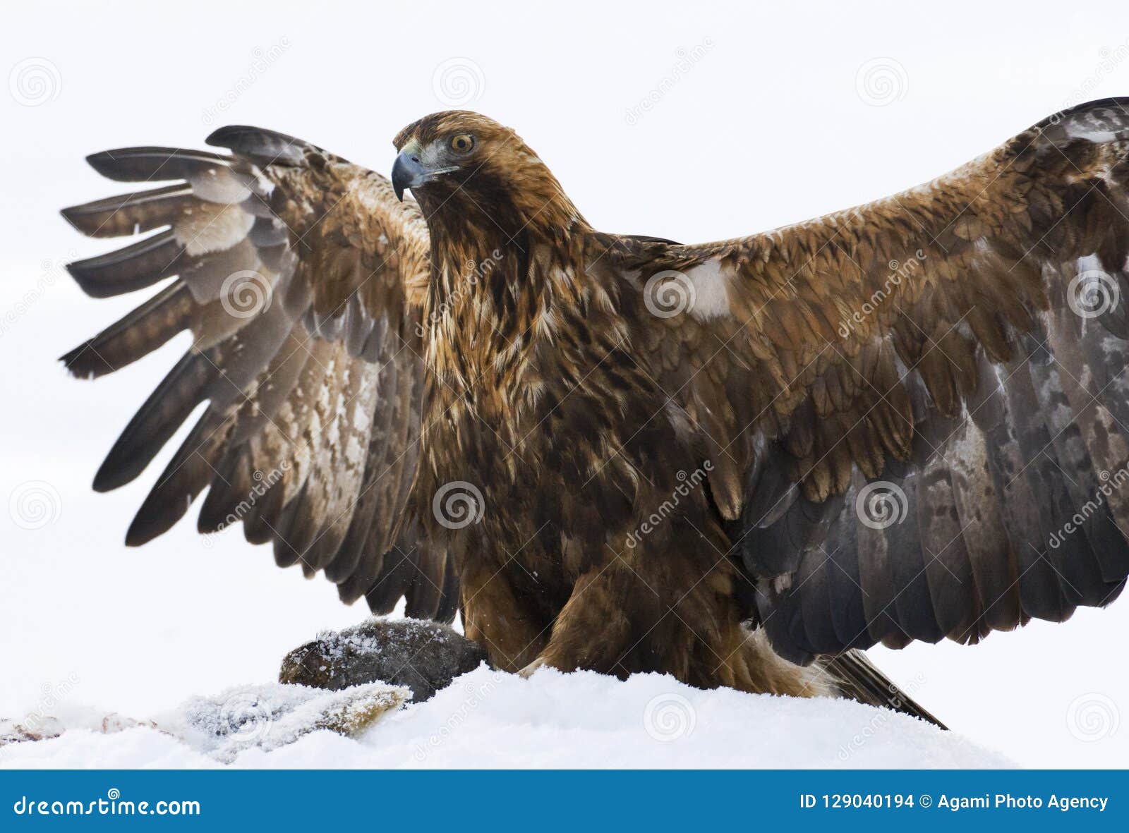 Steenarend, Golden Eagle, Aquila Chrysaetos Stock Photo - Image of ...