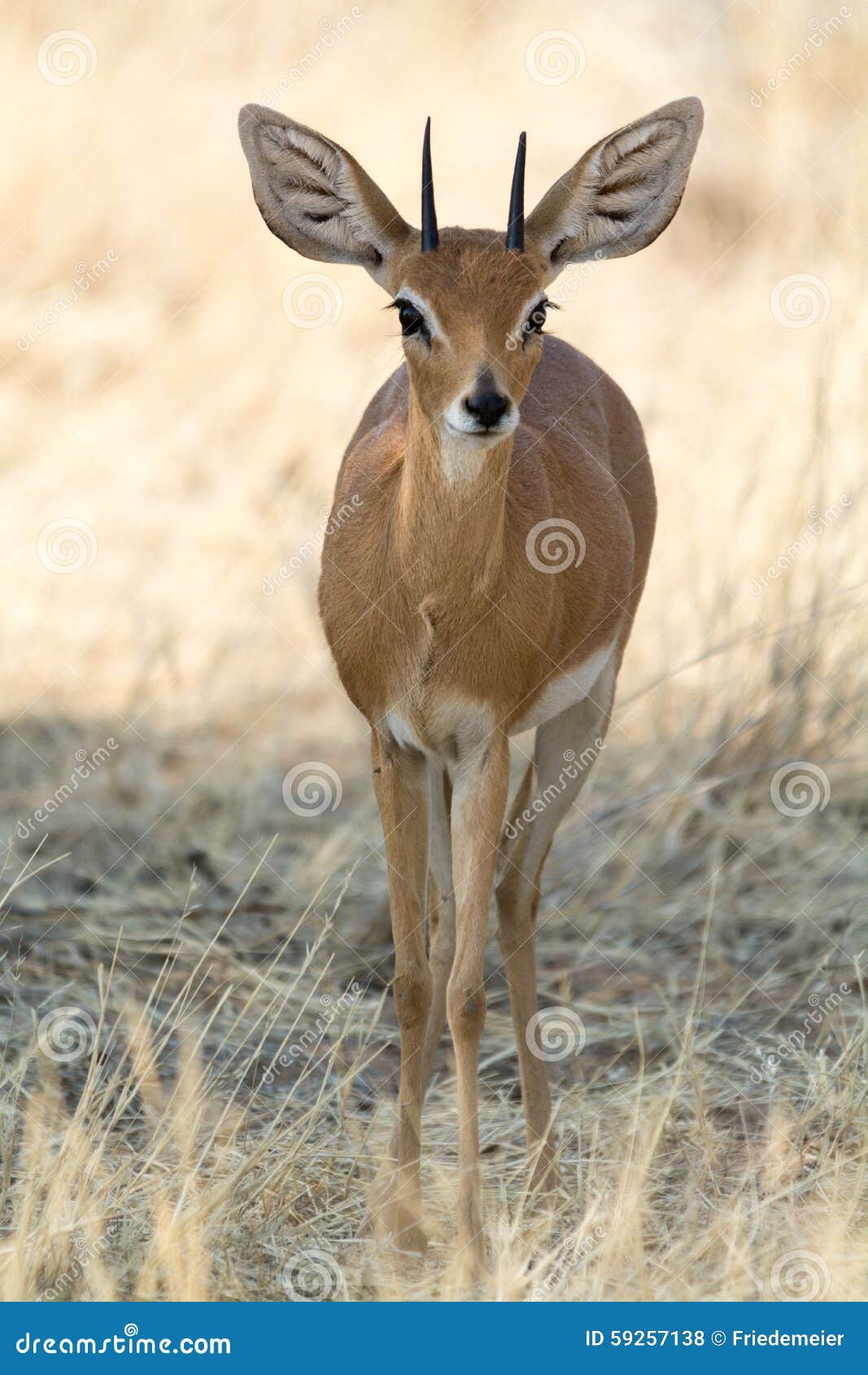 Steenbock Stock Photos - Free & Royalty-Free Stock Photos from Dreamstime