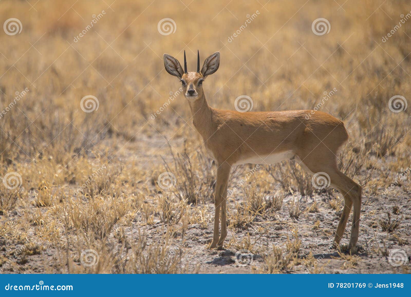 Steenbock stock image. Image of kalahari, closeup, central - 78201769