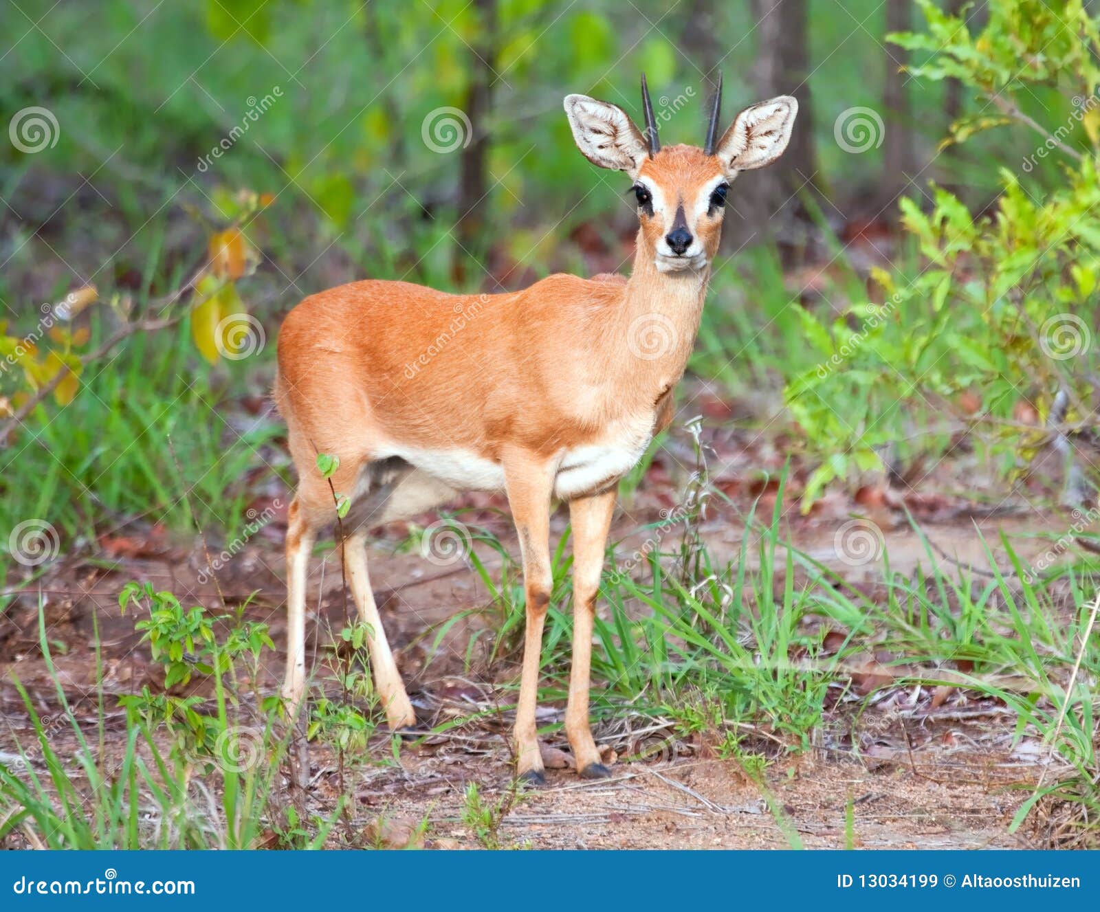Steenbok stock image. Image of wild, nature, standing - 13034199