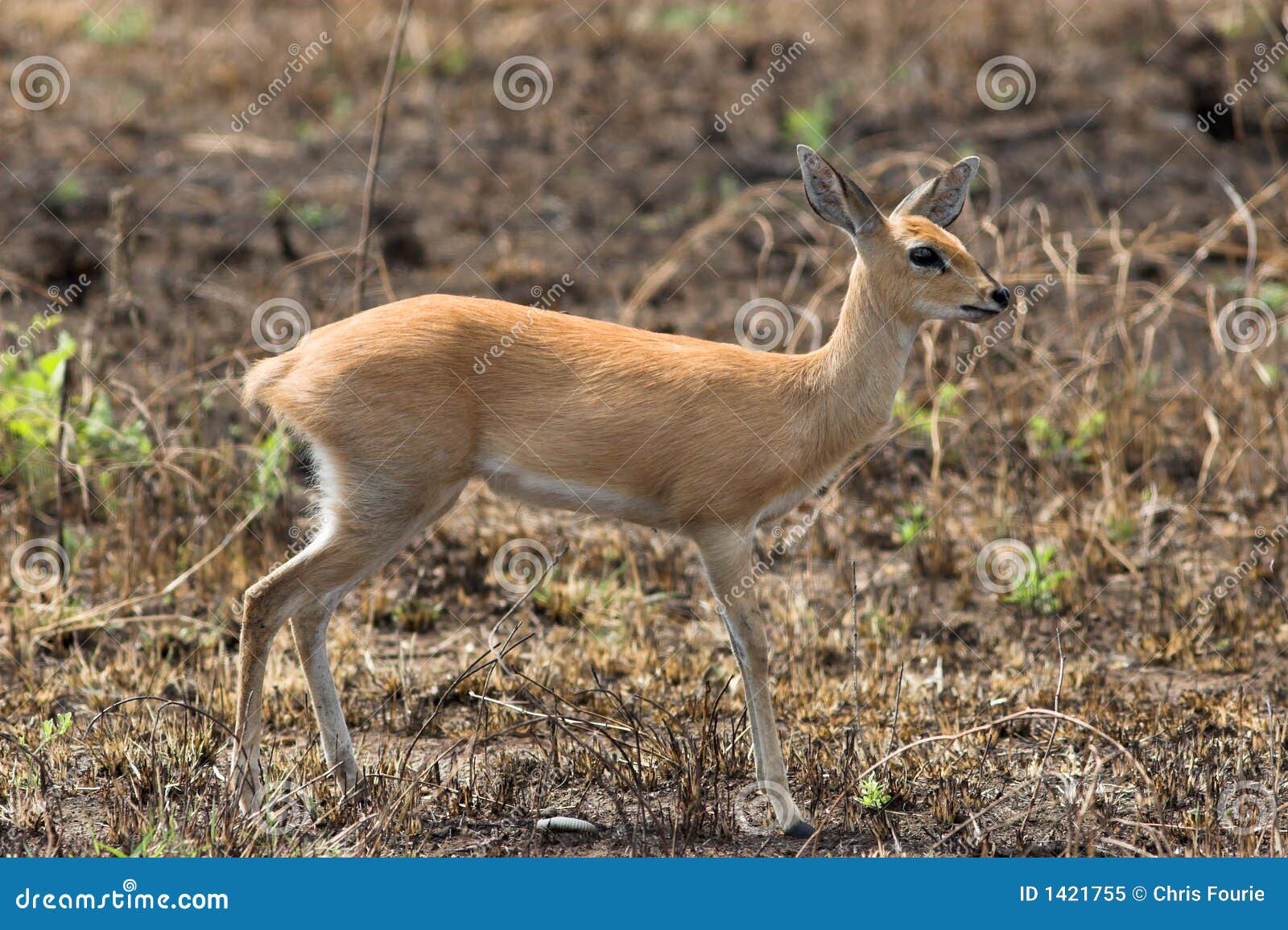 Steenbok stock image. Image of bush, animal, fona, antelope - 1421755