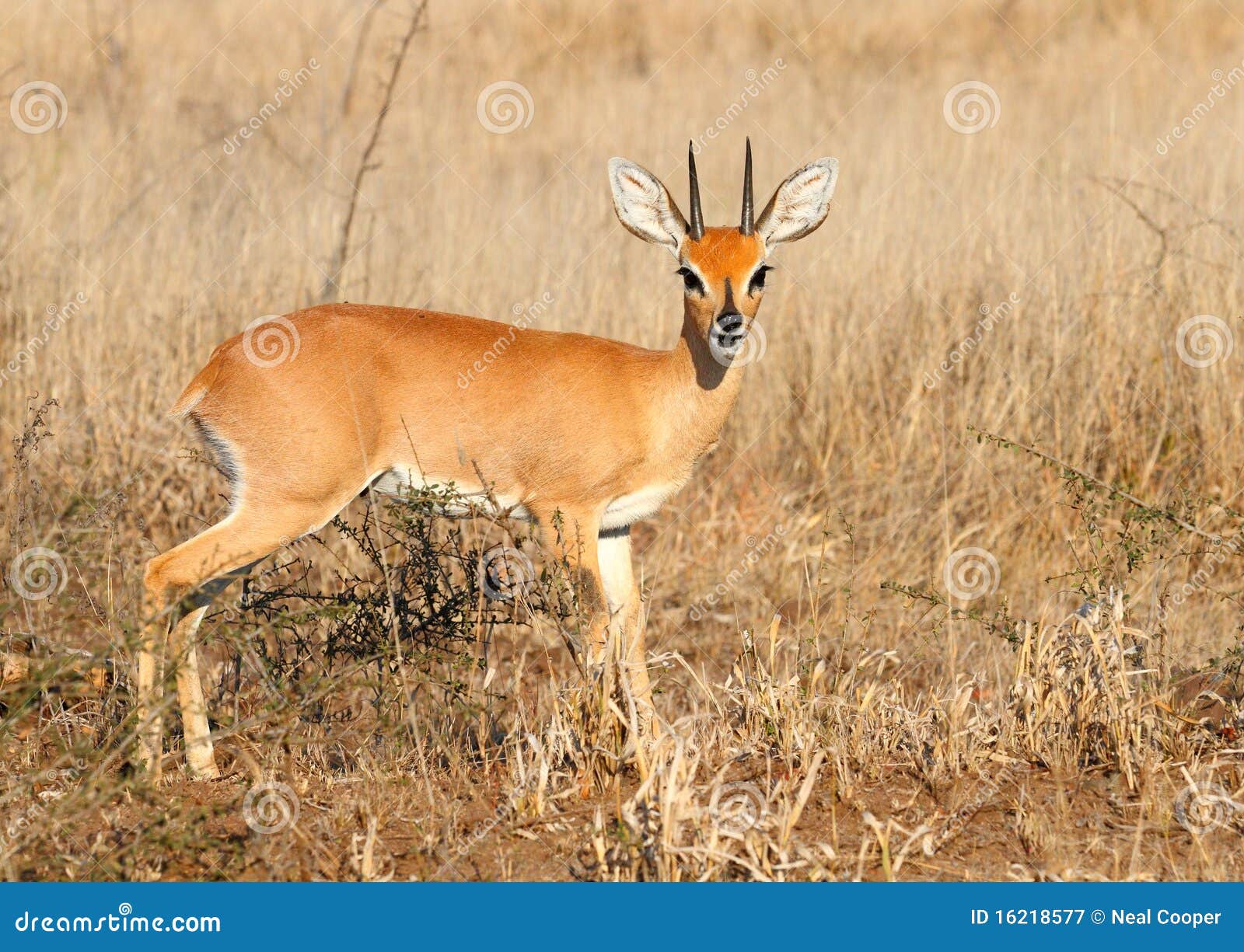 Steenbok stock image. Image of africa, steenbok, horns - 16218577
