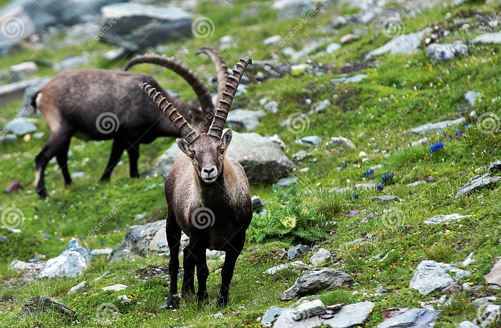 Steenbok stock afbeelding. Image of steenbok, gedrag - 16317765