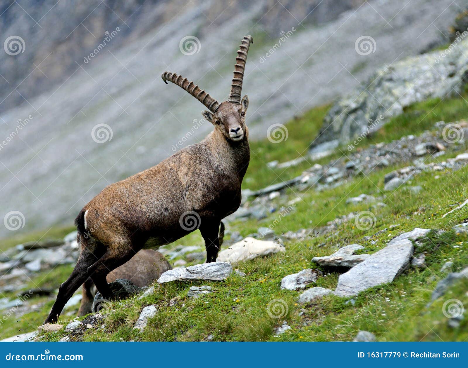 Steenbok stock afbeelding. Image of dier, organisme, berg - 16317779