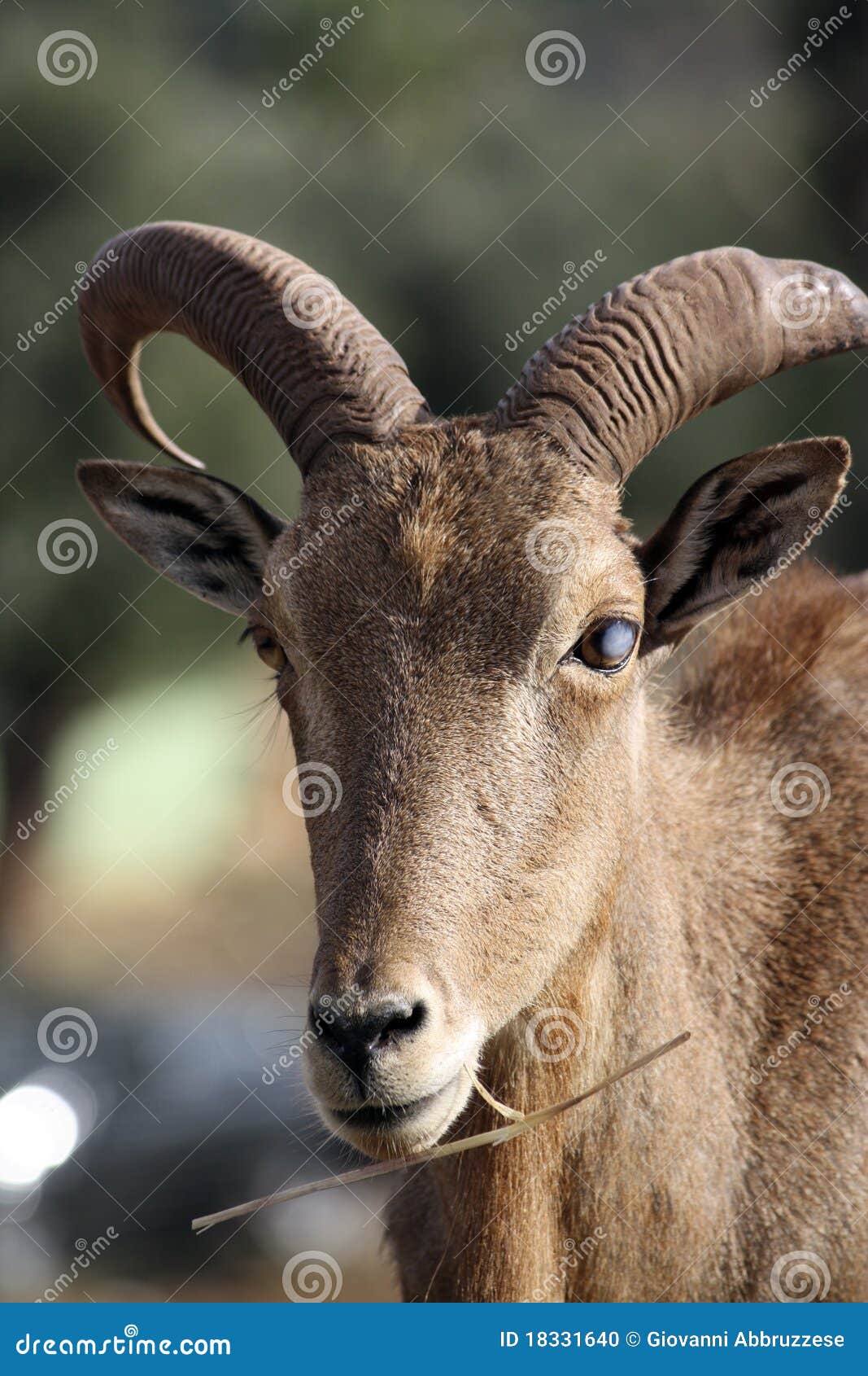 Steenbok stock foto. Image of berg, rotsen, geit, wild - 18331640