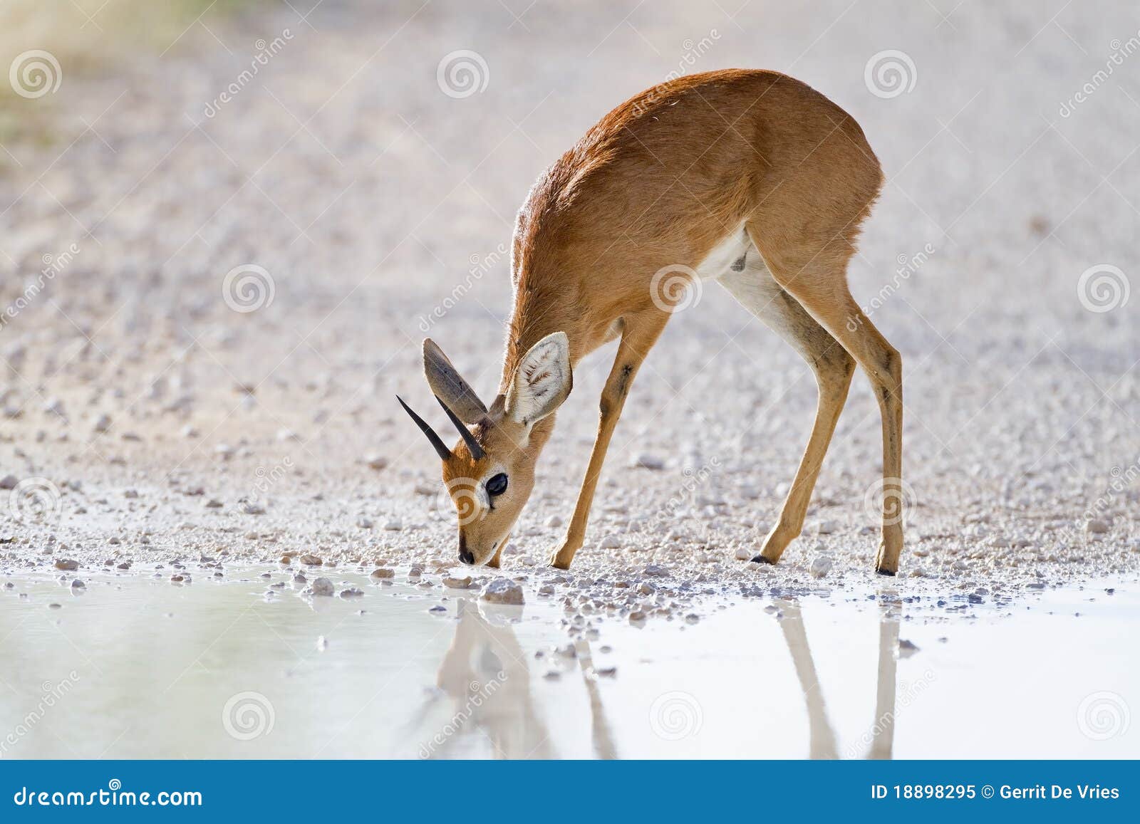 Steenbok stock image. Image of thirst, wilderness, raphicerus - 18898295