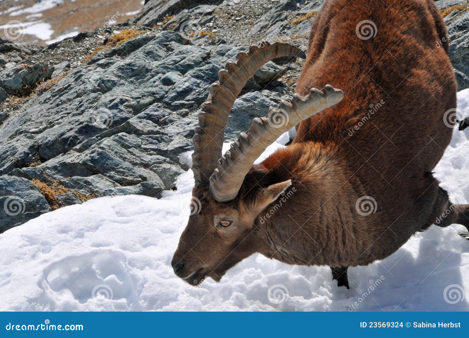 Steenbok stock foto. Image of klip, dier, tafereel, bruin - 23569324