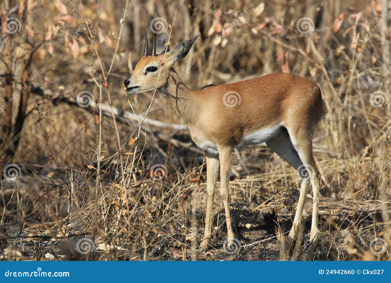Steenbok stock photo. Image of antelope, wildlife, steenbok - 24942660