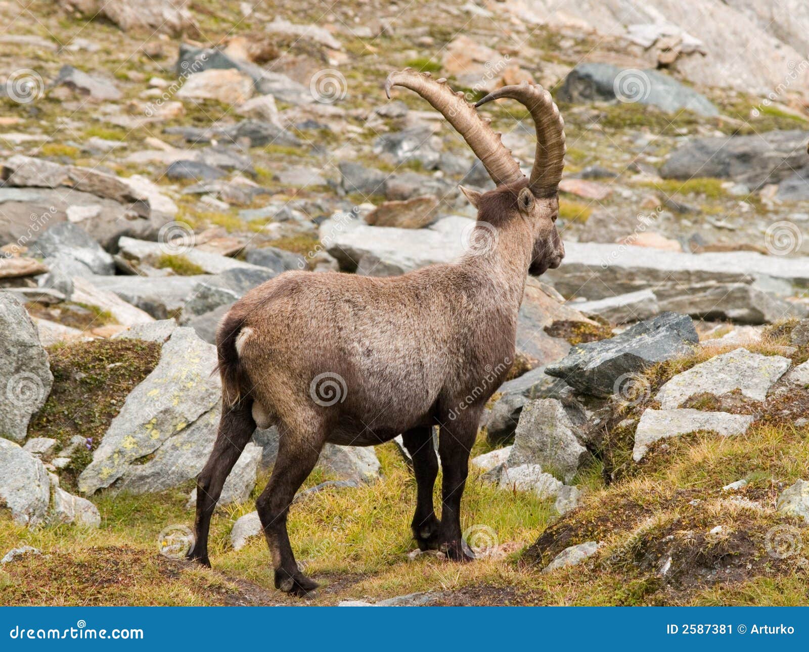 Steenbok stock afbeelding. Image of alpen, zoogdier, hoorn - 2587381