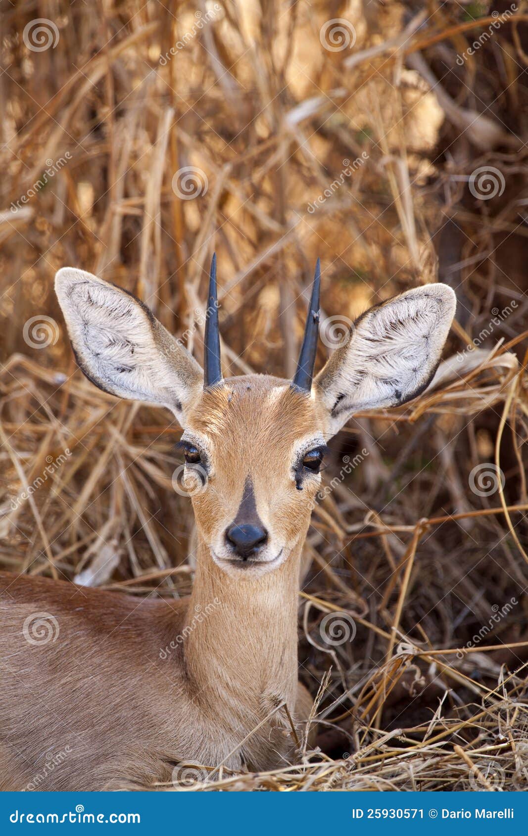 Steenbok stock image. Image of mammal, portrait, steinbok - 25930571