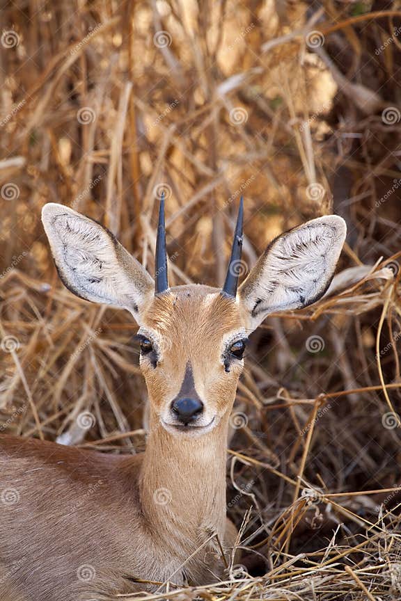 Steenbok stock image. Image of mammal, portrait, steinbok - 25930571