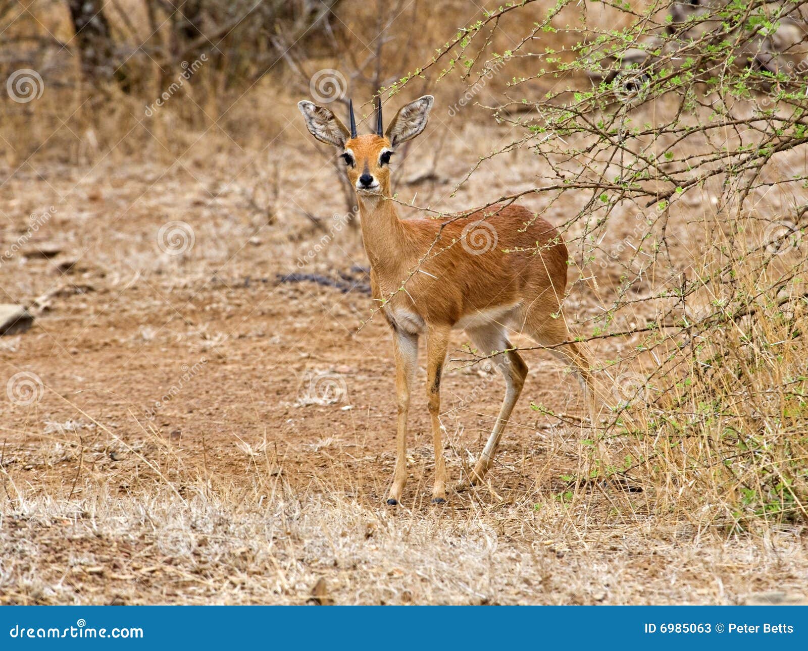 Steenbok stock image. Image of delicate, africa, ecology - 6985063