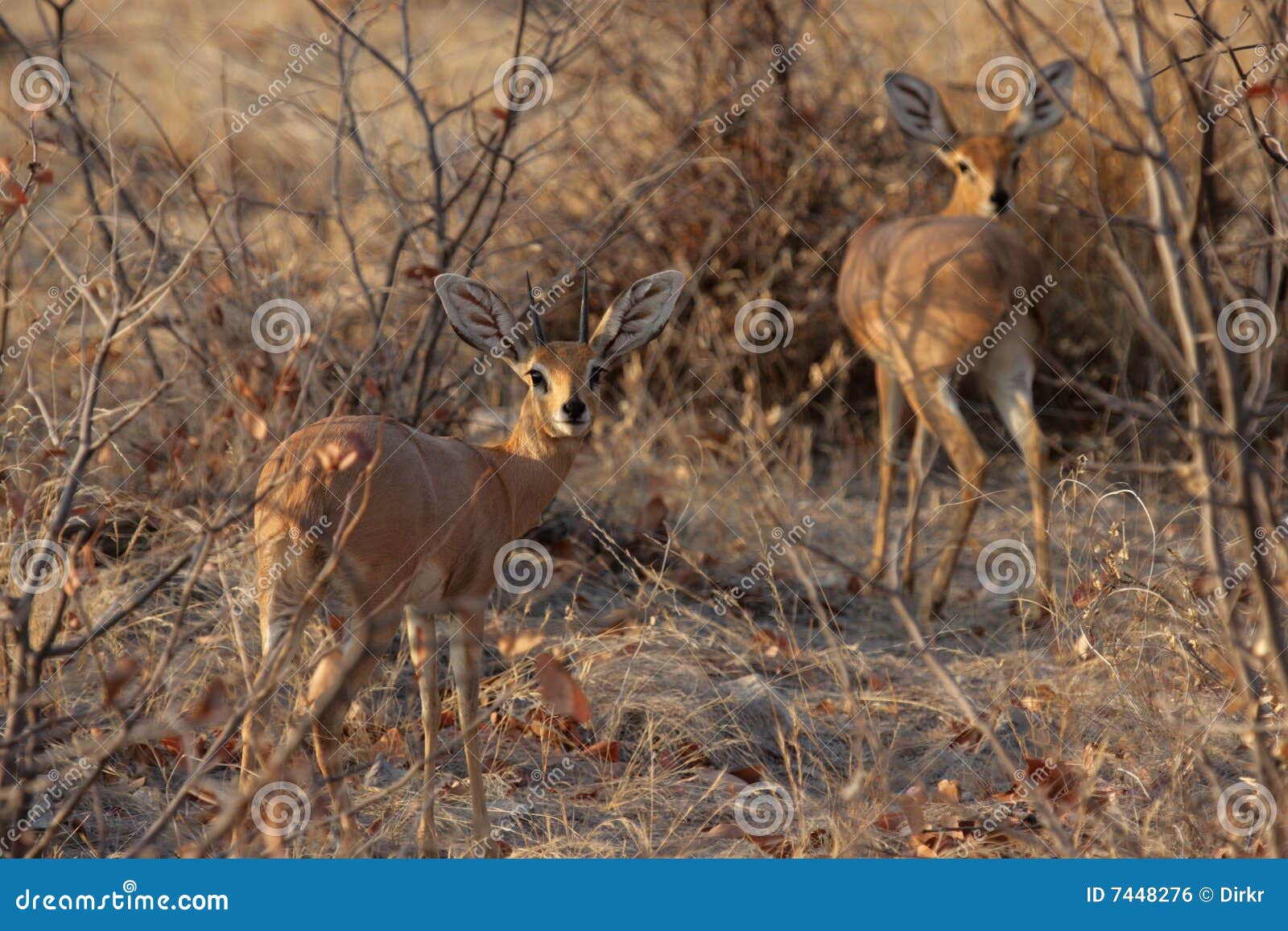 Steenbok stock photo. Image of africa, animal, campestris - 7448276