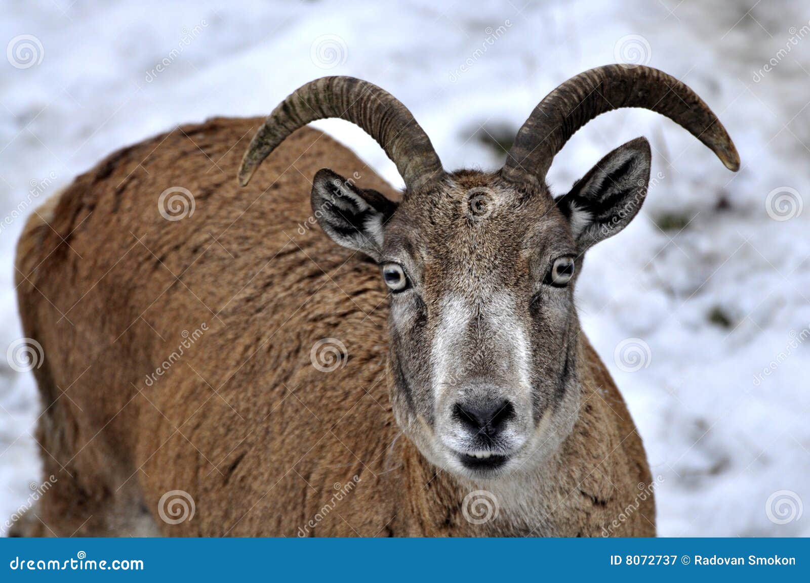 Steenbok stock afbeelding. Image of gedrag, behoud, bont - 8072737