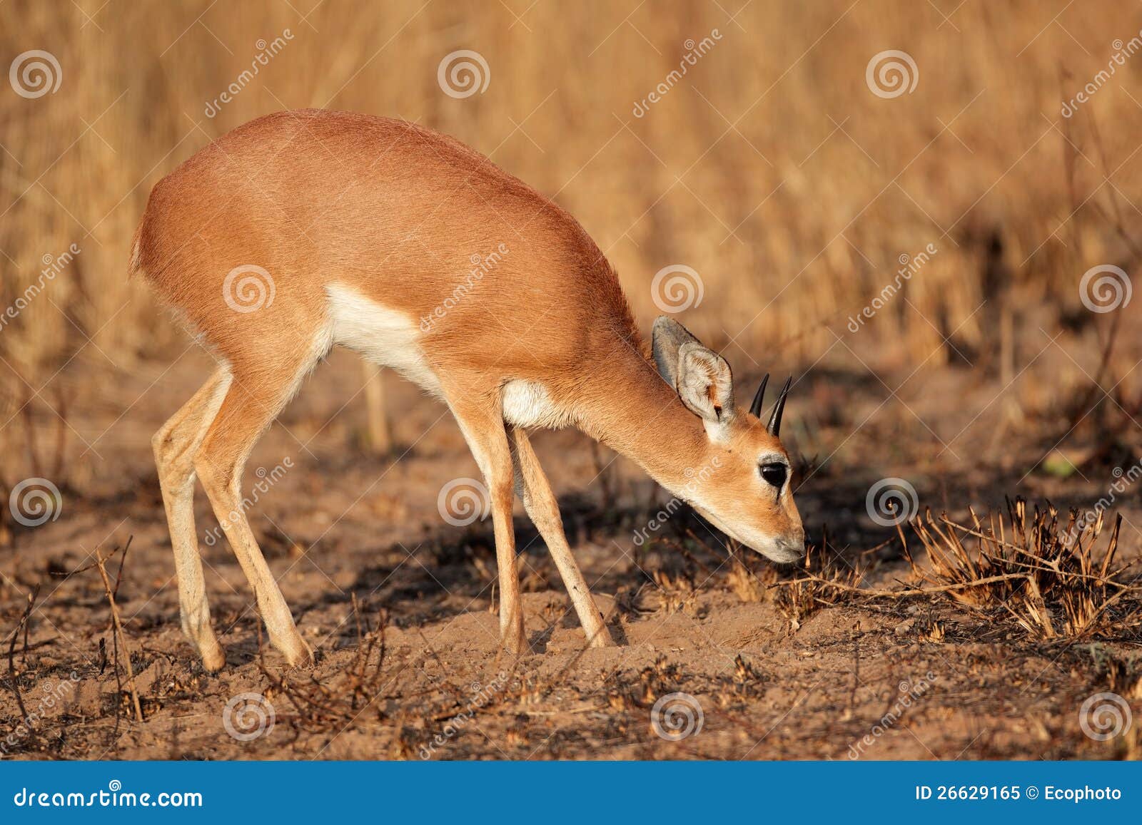 Steenbok antelope stock image. Image of african, outdoor - 26629165