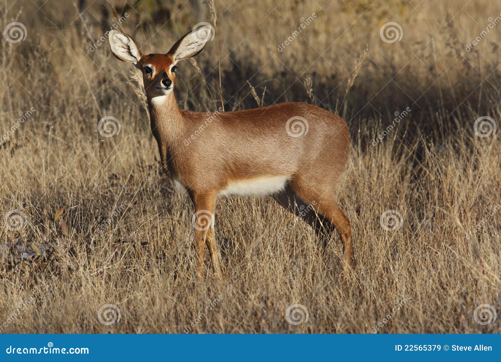 Steenbok Antelope - Savuti - Botswana Stock Image - Image of animal ...