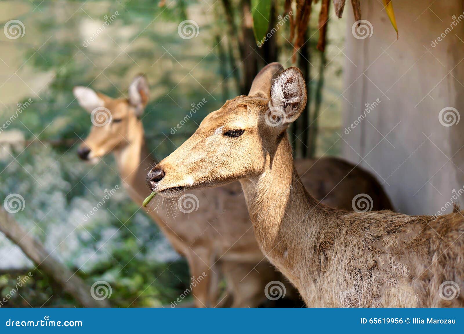 Steenbok Antelope in the Wild Stock Photo - Image of african, asia ...