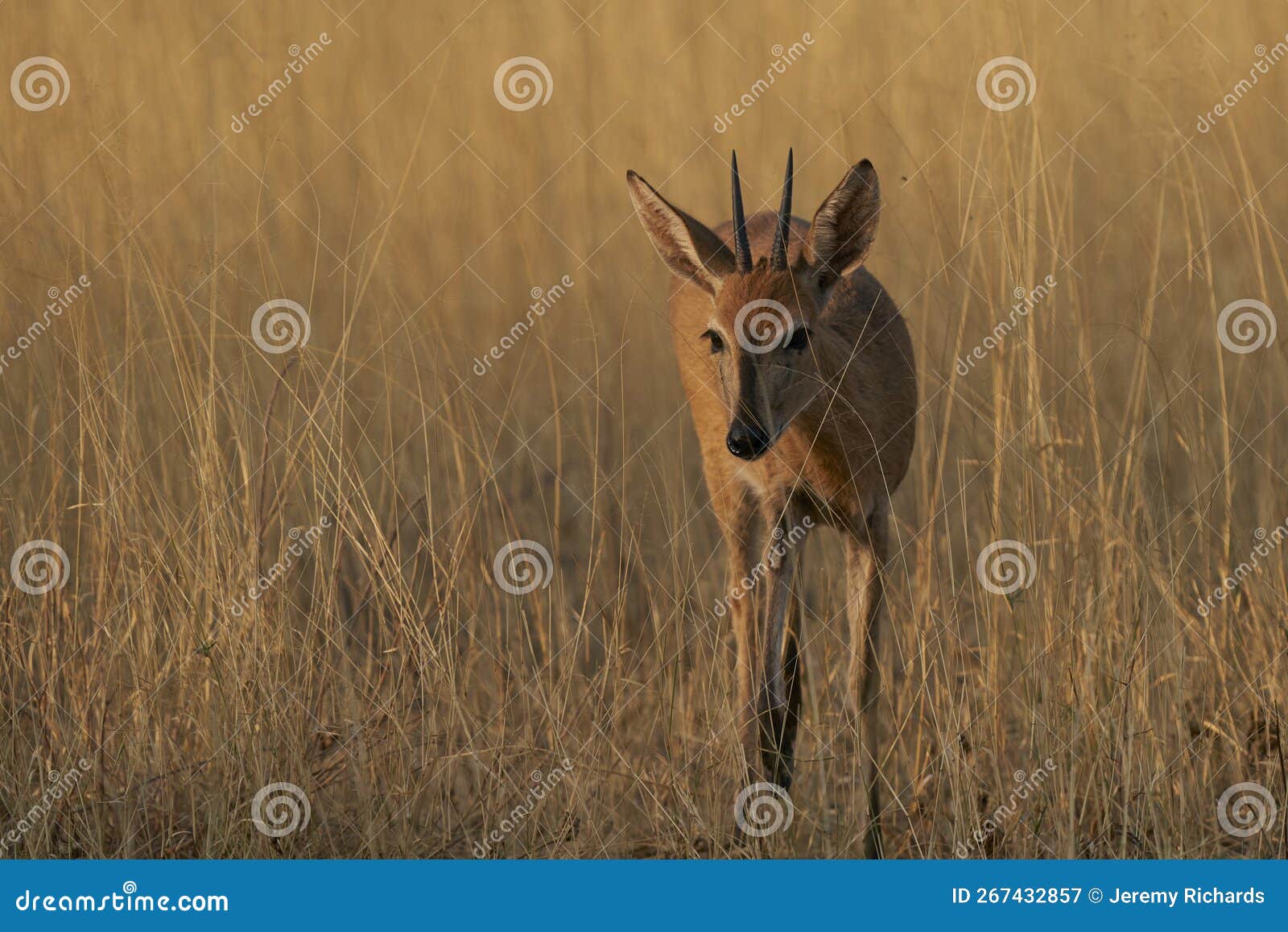 Steenbok in Central Namibia Stock Image - Image of arid, grass: 267432857