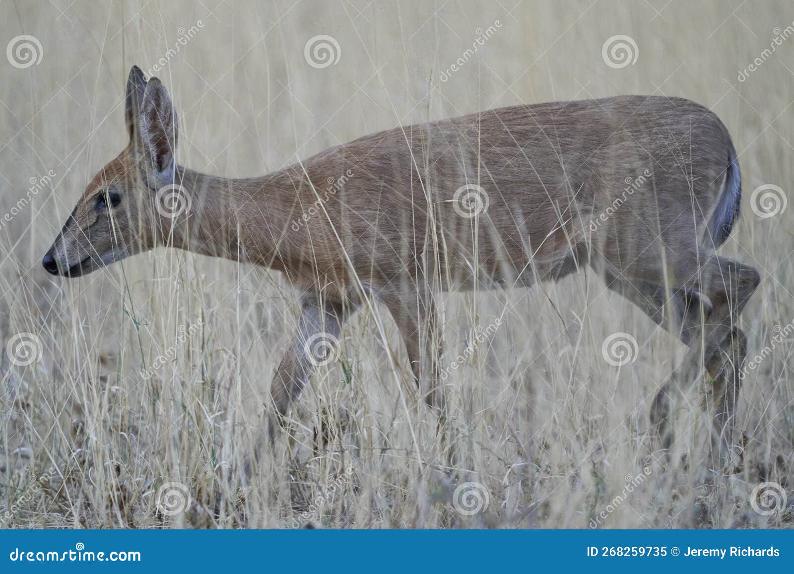 Steenbok in Central Namibia Stock Image - Image of animal, behaviour ...