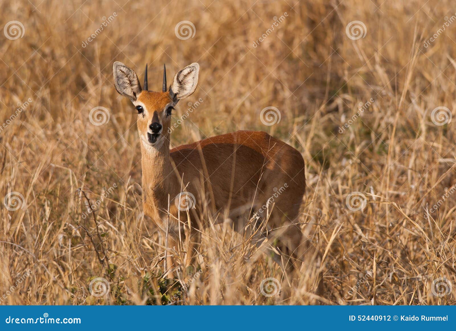 Steenbok stock photo. Image of african, nature, antelope - 52440912