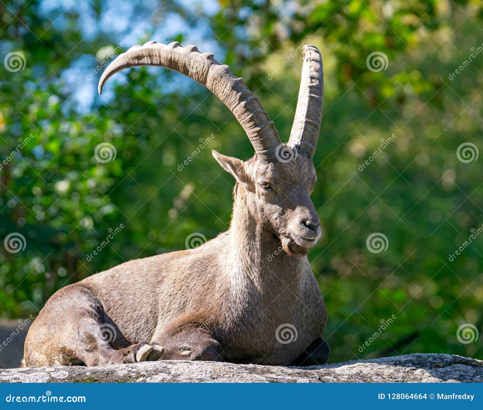 Steenbok Die Op Een Rots Liggen Stock Foto - Image of hoorn, zoogdier ...