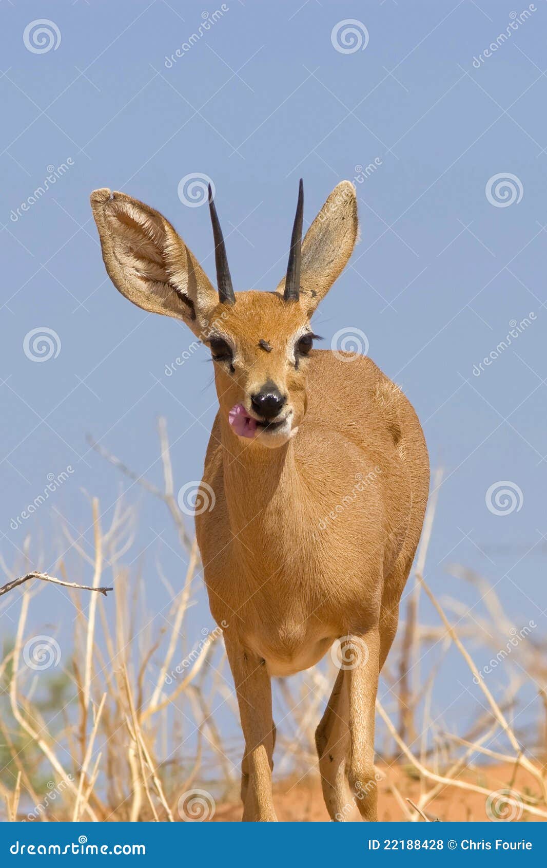 Steenbok Feeding stock photo. Image of herbivore, flower - 22188428