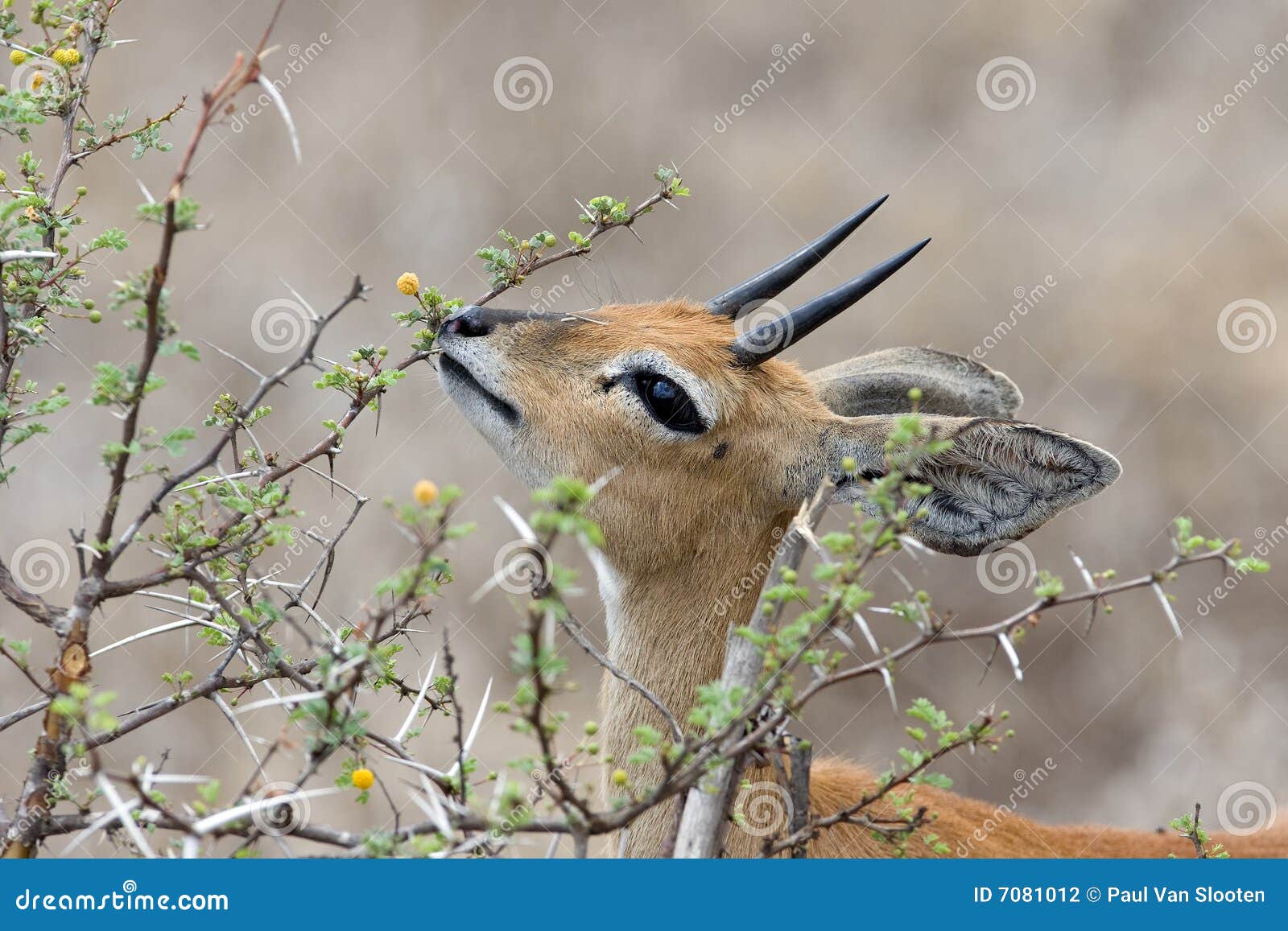 Steenbok male stock photo. Image of male, eating, wildlife - 7081012