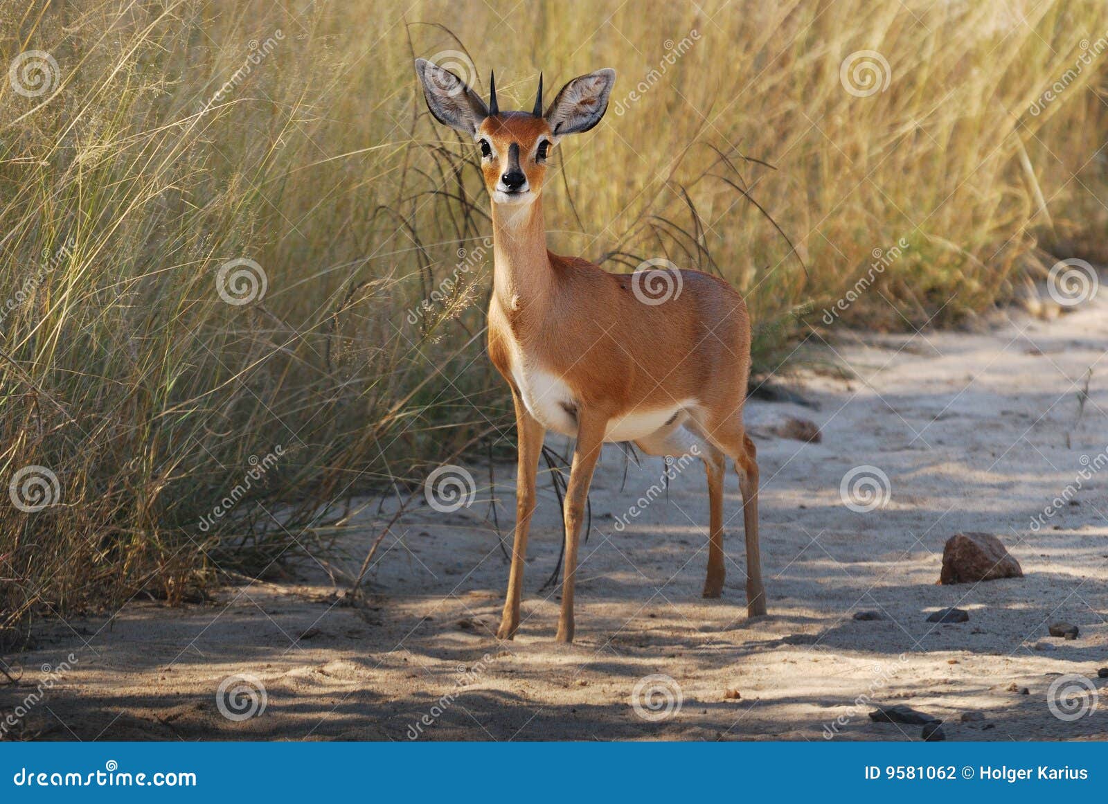 Steenbok (Raphicerus Campestris) Stock Photo - Image of park, reserve ...