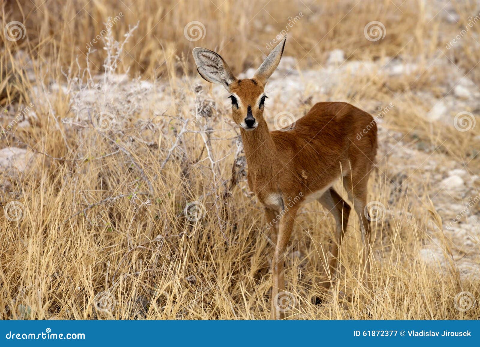 Steenbok, Raphicerus Campestris,in the Etosha National Park, Namibia ...