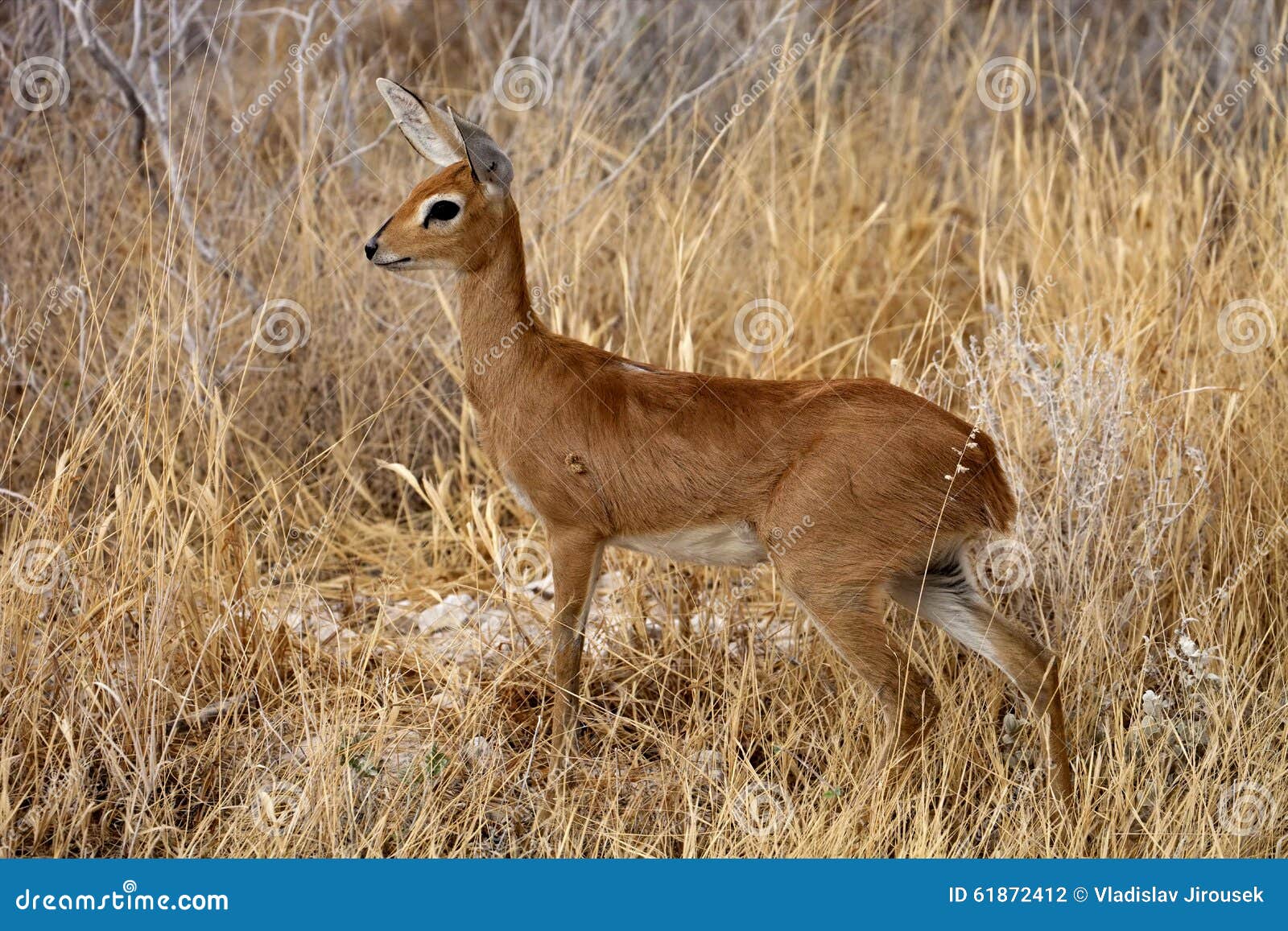 Steenbok, Raphicerus Campestris,in the Etosha National Park, Namibia ...