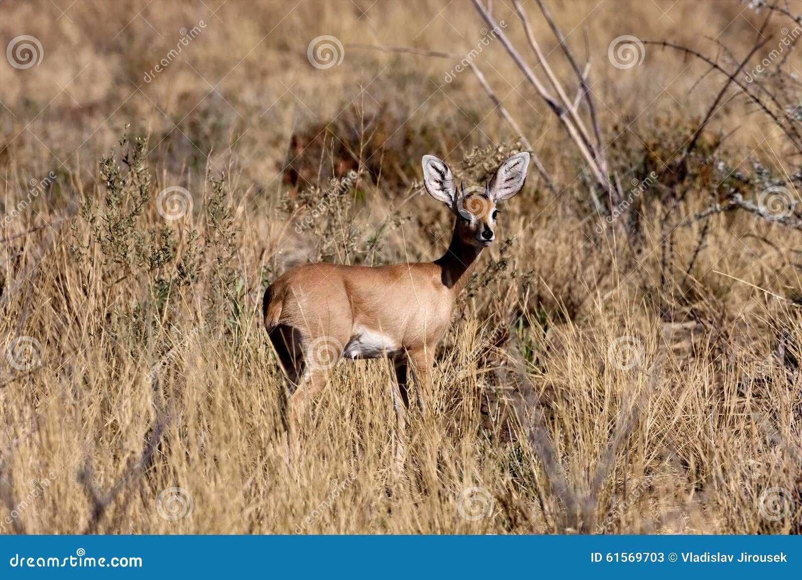 Steenbok, Raphicerus Campestris, the Namibian Bush Stock Image - Image ...