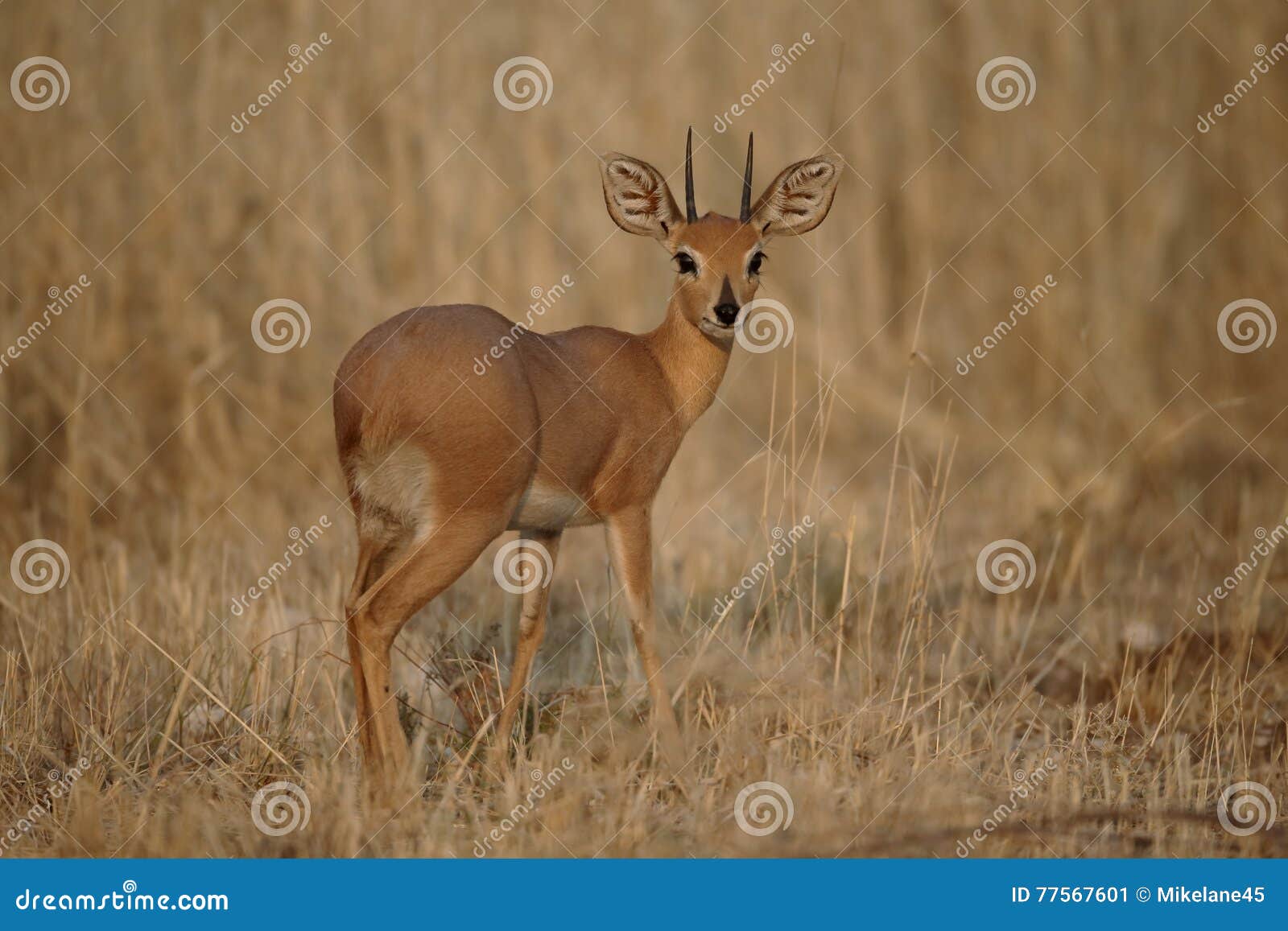 Steenbok, Raphicerus Campestris Stock Image - Image of steenbok ...