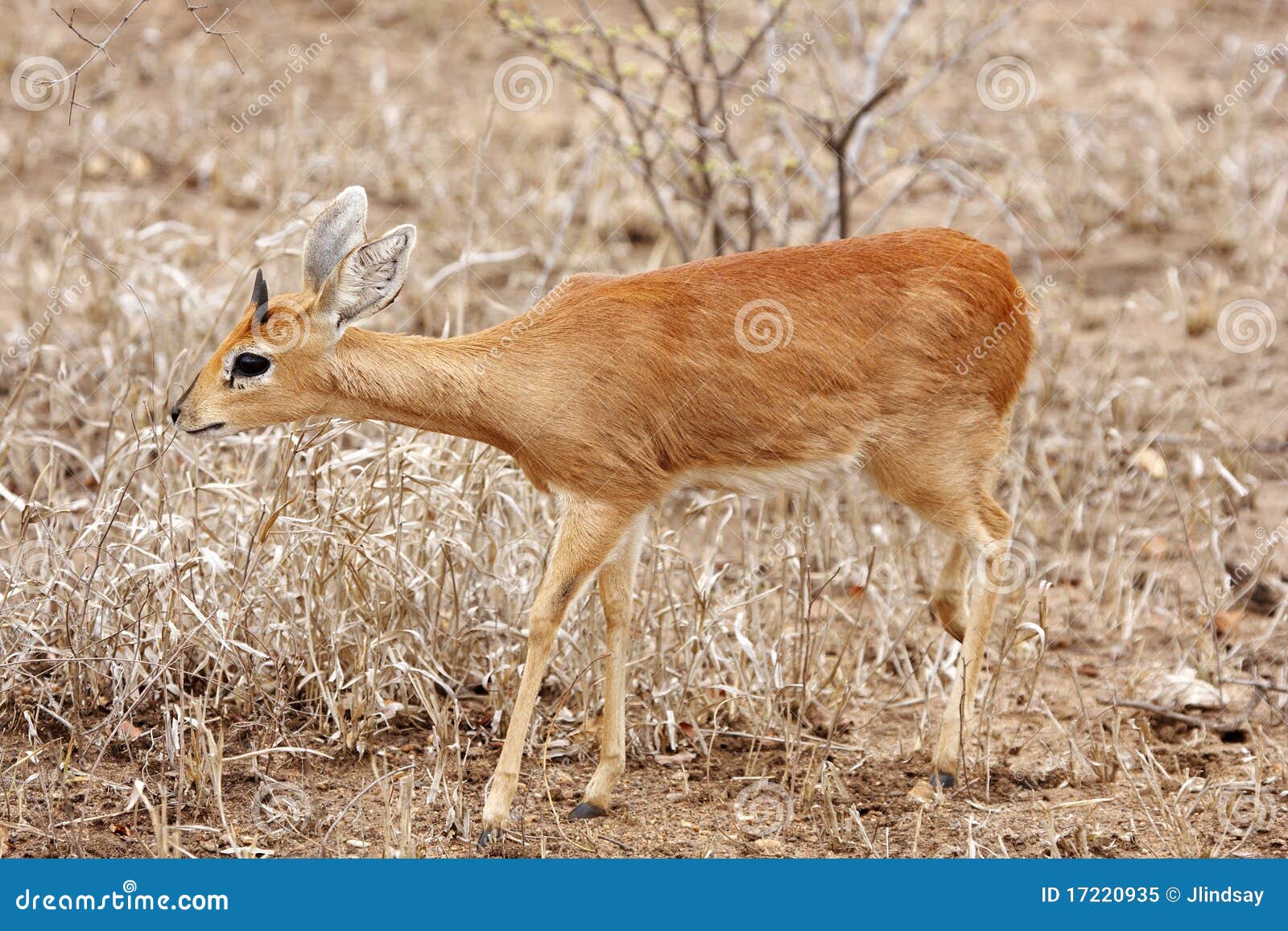 Steenbok walking stock image. Image of browser, raphicerus - 17220935