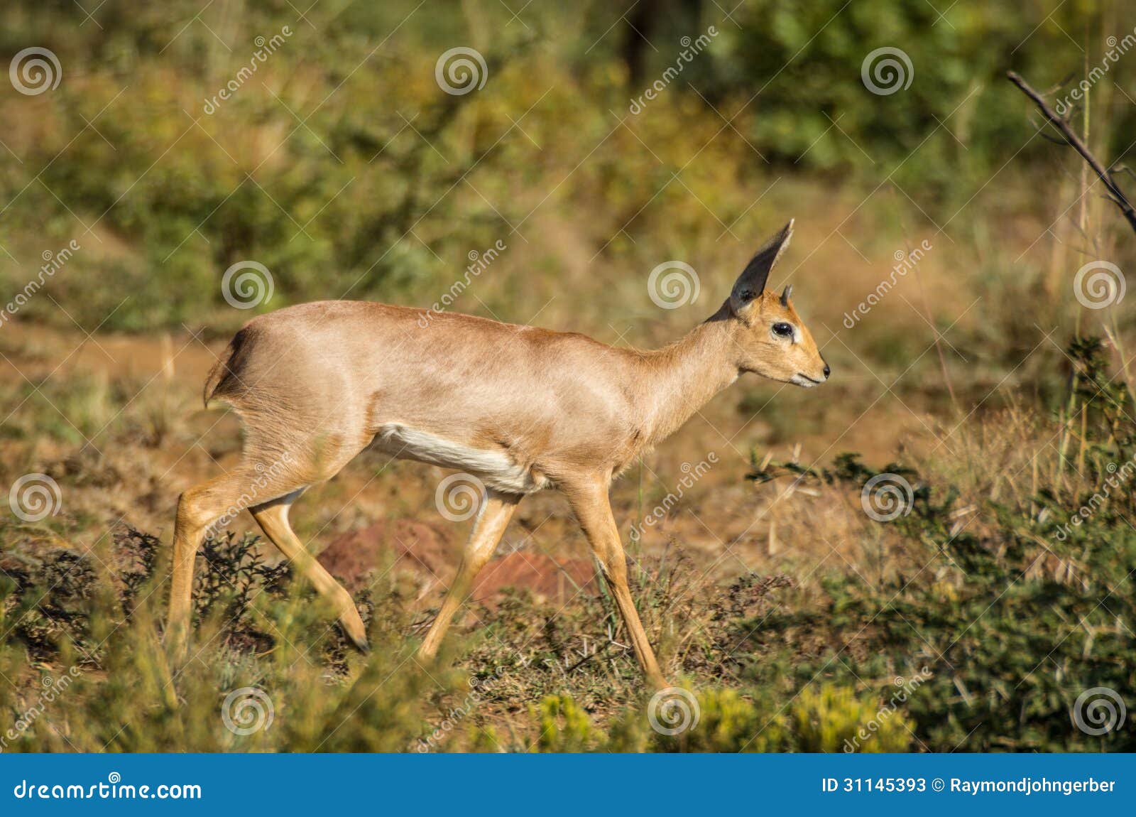 Steenbok stock image. Image of life, mammal, terrestrial - 31145393