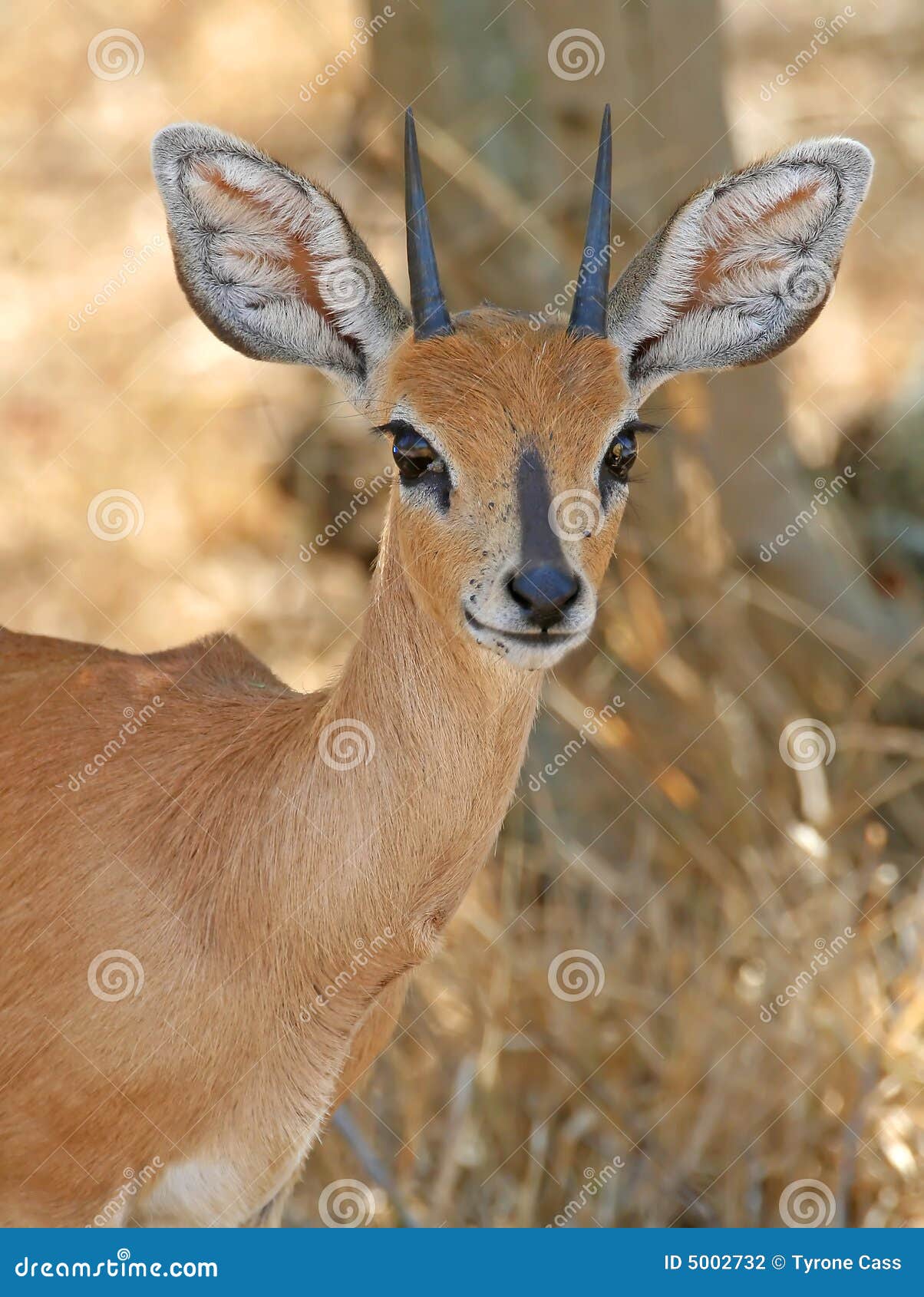 Steenbuck portrait stock photo. Image of animals, animal - 5002732