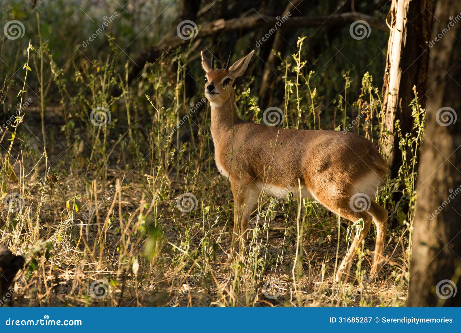Steenbuck - Raphicerus Campestris Stock Image - Image of antelope ...