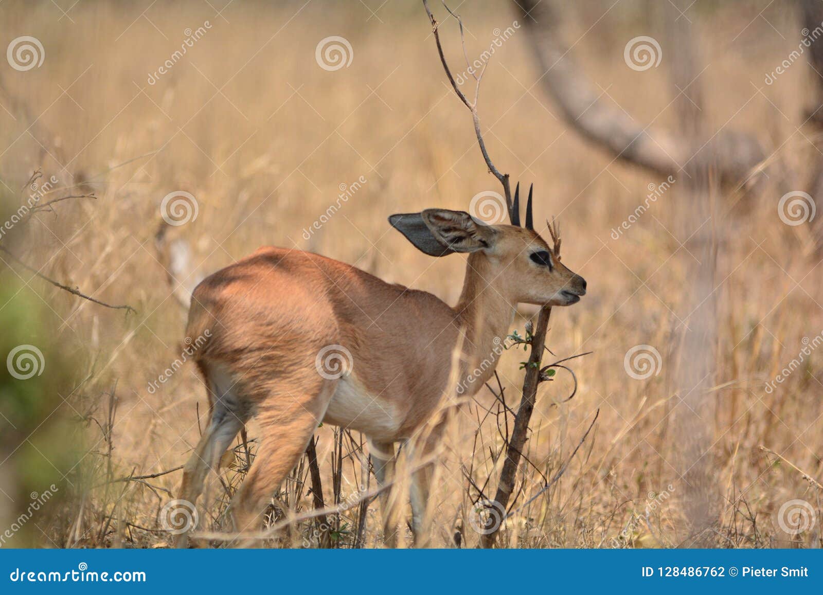 Steenbuck in the shade stock photo. Image of brown, hiding - 128486762