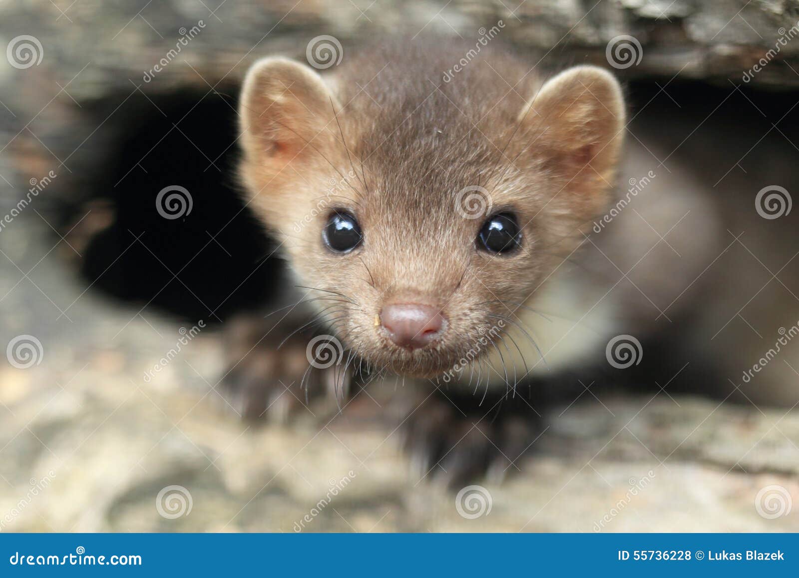 Steenmarter stock foto. Image of glanzen, gebrand, europa - 55736228