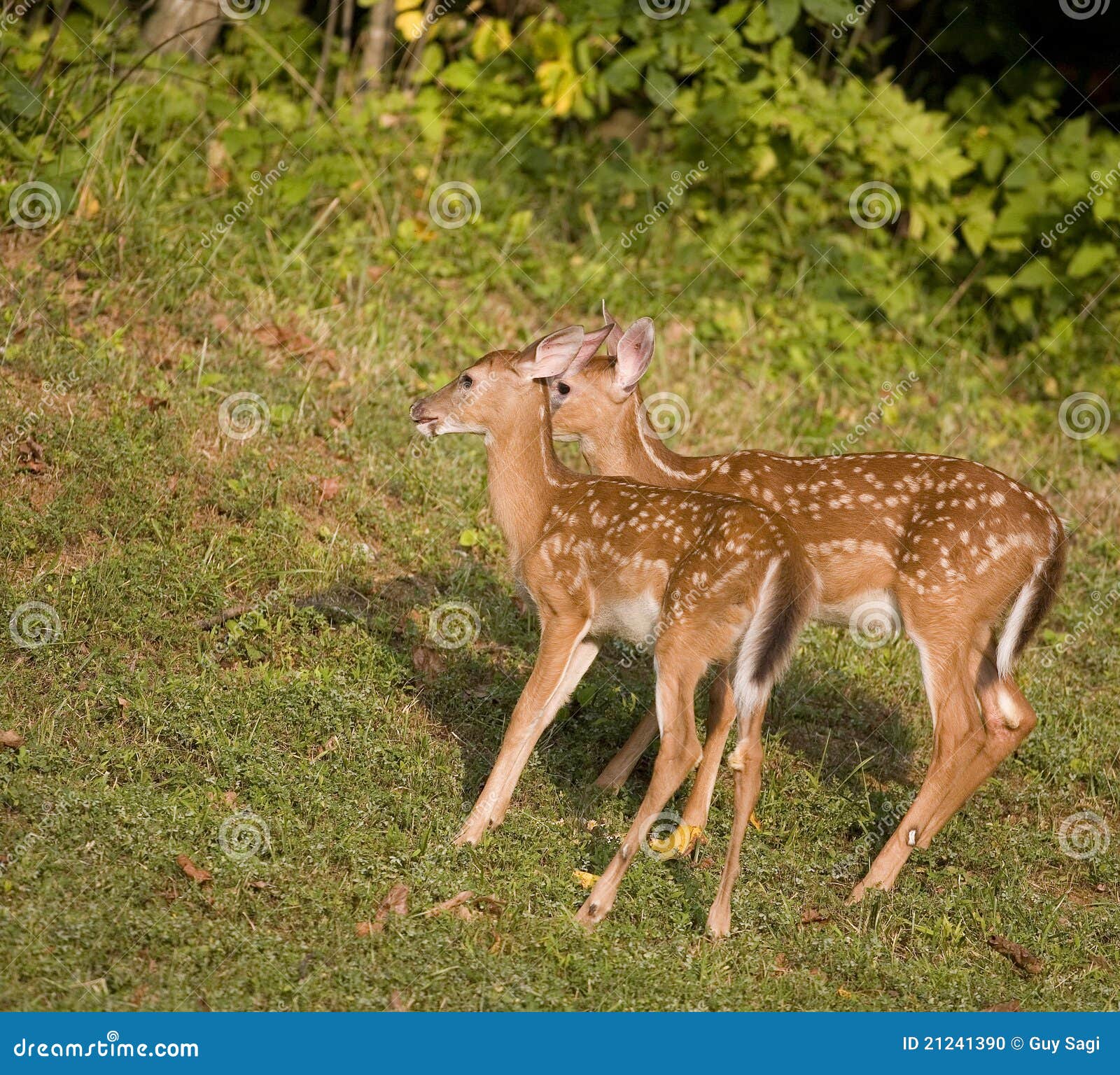 Steep climb stock photo. Image of animal, deer, young - 21241390