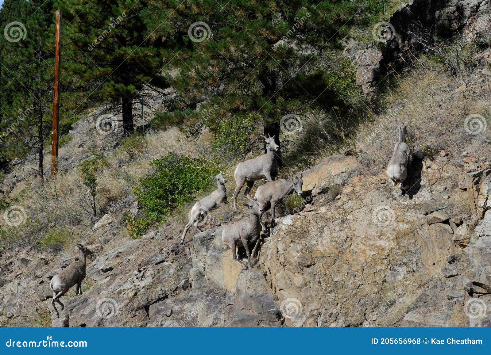 Steep Climb is Easy for Young Bighorn Sheep. Stock Photo - Image of ...