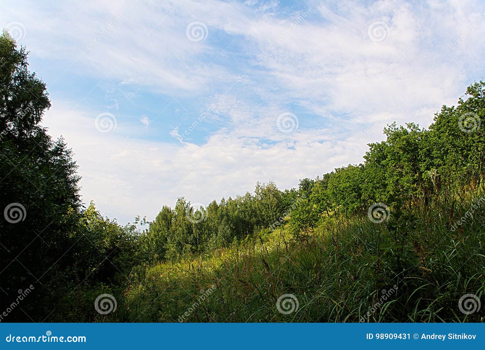 A steep forest slope. stock image. Image of wood, ground - 98909431