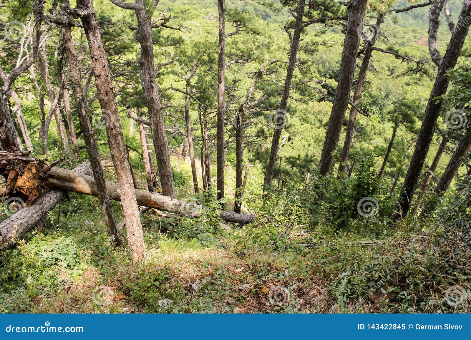 Steep forest slope stock image. Image of cloud, mountains - 143422845