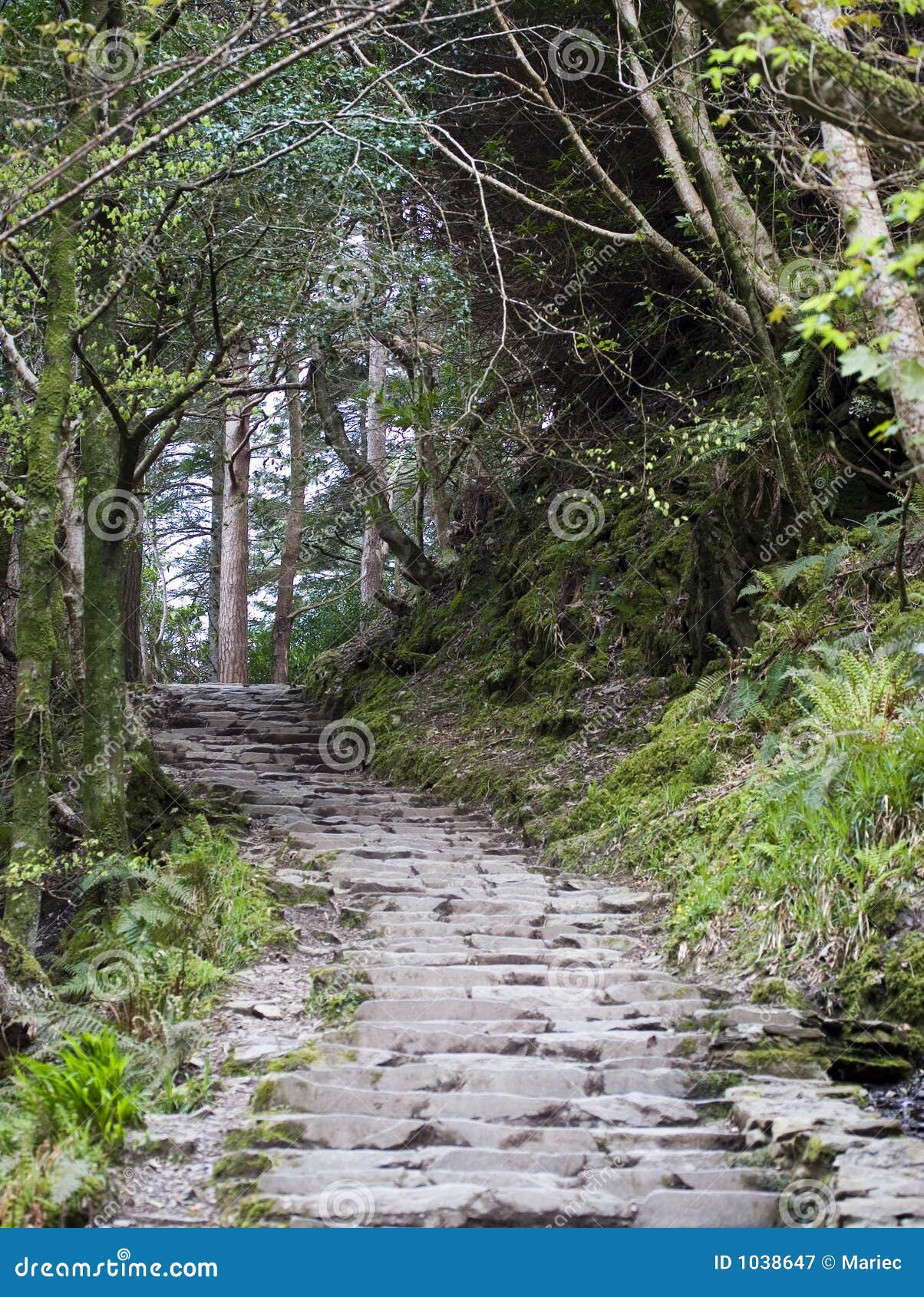 Steep Forest Steps stock image. Image of path, wood, incline - 1038647