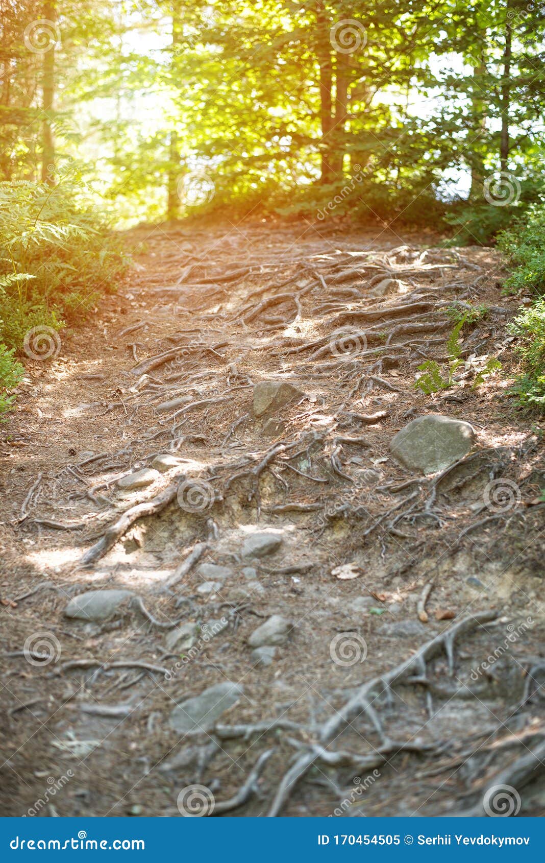 Trail, Rocks And Vegetation At Croagh Patrick Mountain With Westport In ...