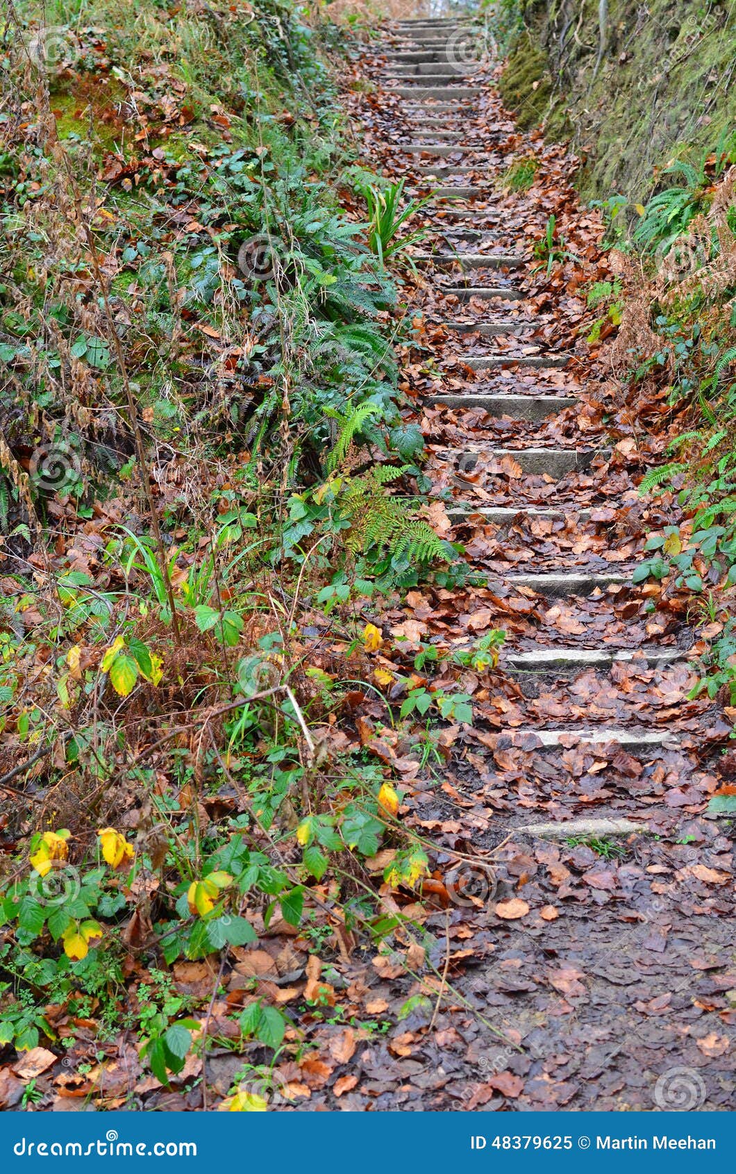 Steep garden steps. stock image. Image of forest, steps - 48379625
